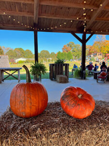 20 Best Pumpkin Patches in North Carolina to Visit this Fall